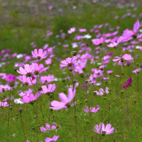 Urogynaecological conditions: prolapse, bladder and pelvic floor ...